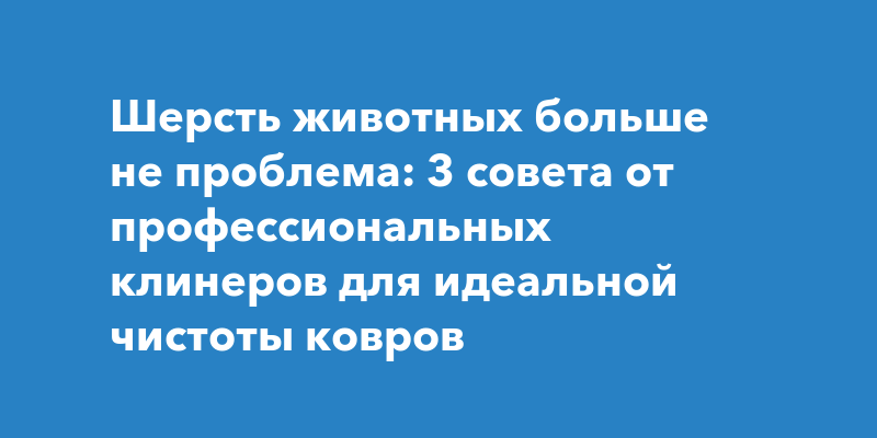 Шерсть животных больше не проблема: 3 совета от профессиональных клинеров для идеальной чистоты ...