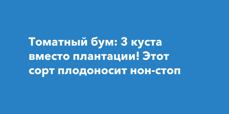 Томатный бум: 3 куста вместо плантации! Этот сорт плодоносит нон-стоп | ufa-town.ru