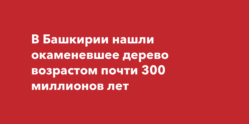 В Башкирии нашли окаменевшее дерево возрастом почти 300 миллионов лет | ufa-town.ru